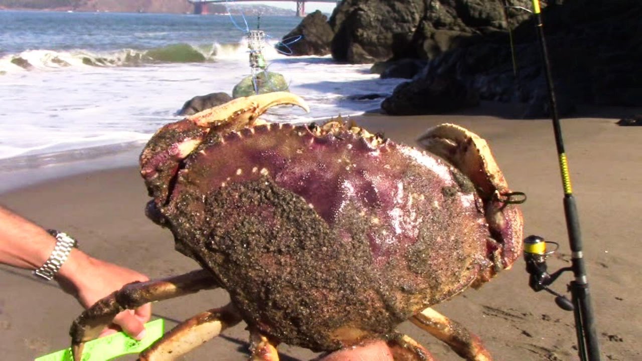 Catching our first Dungeness crabs from shore