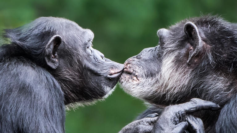 21-million-year-old smooch: The very first kiss occurred before humans ...