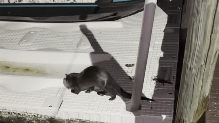 WATCH: An otter-ly odd encounter in Panama City Beach