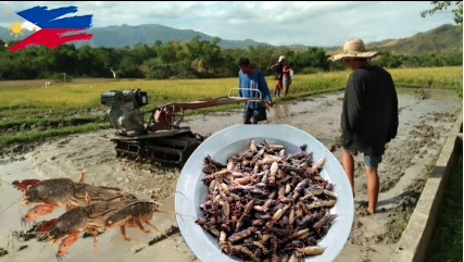 Catch and Cook Exotic Food: Fried Ararawan and Kamaru Mole Crickets