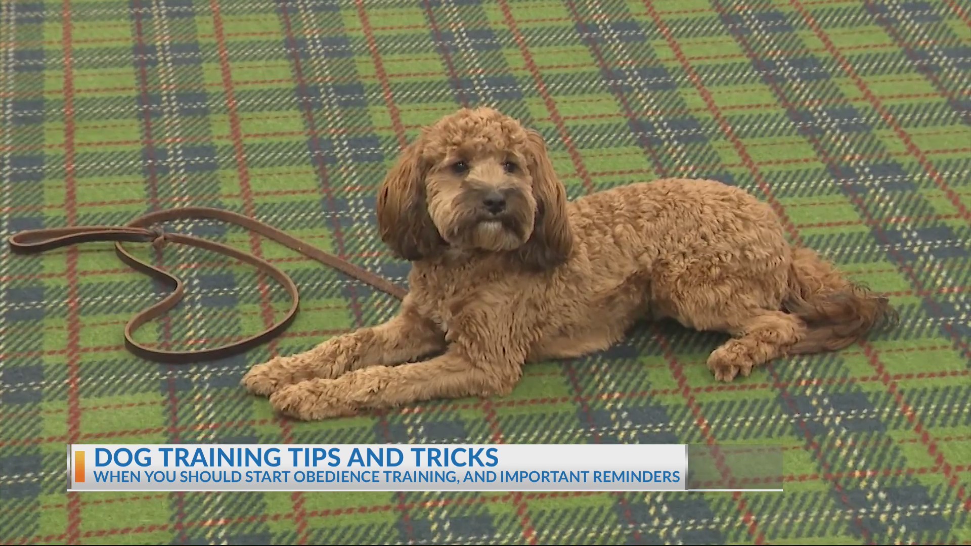 Dog training tips and tricks