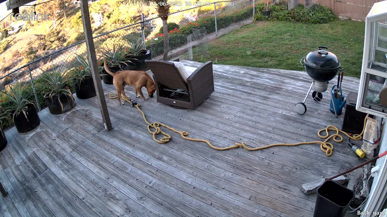 Dog hilariously hops like a bunny to chase rabbit under deck