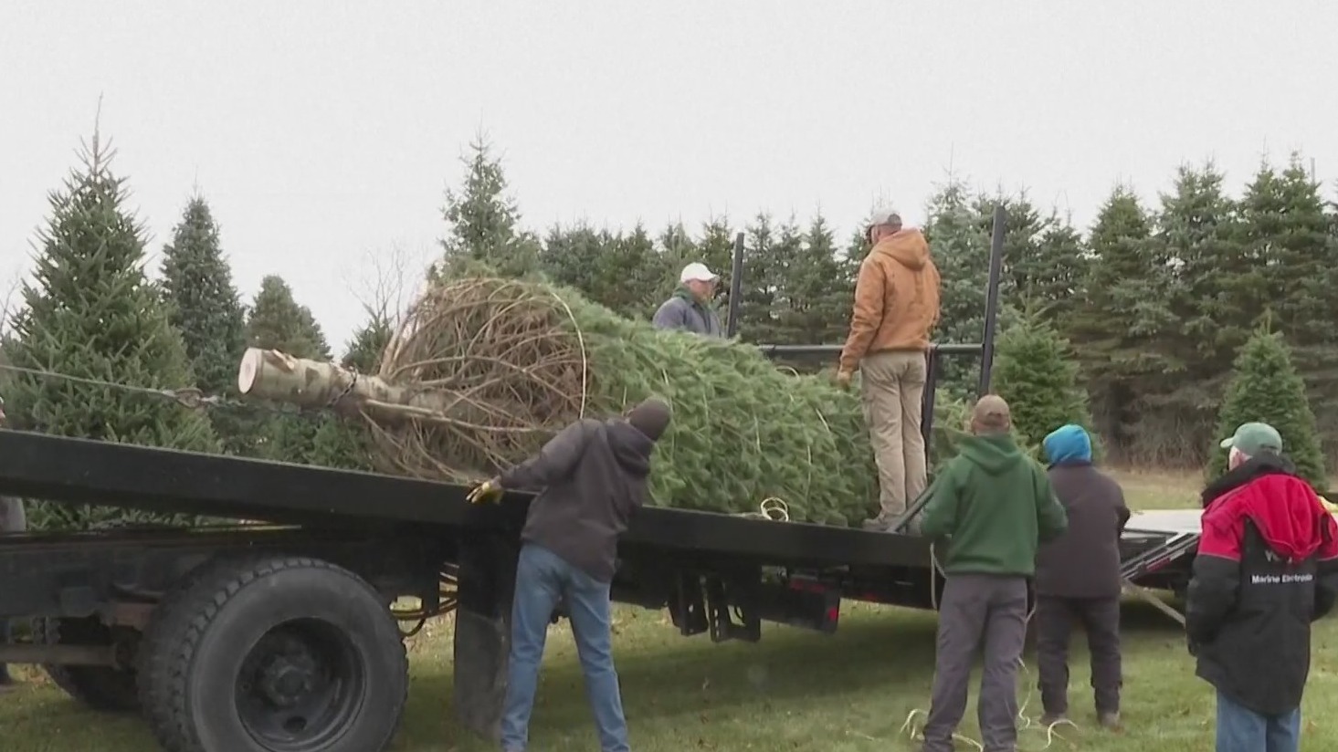 Michigan farm sends Christmas tree to the White House