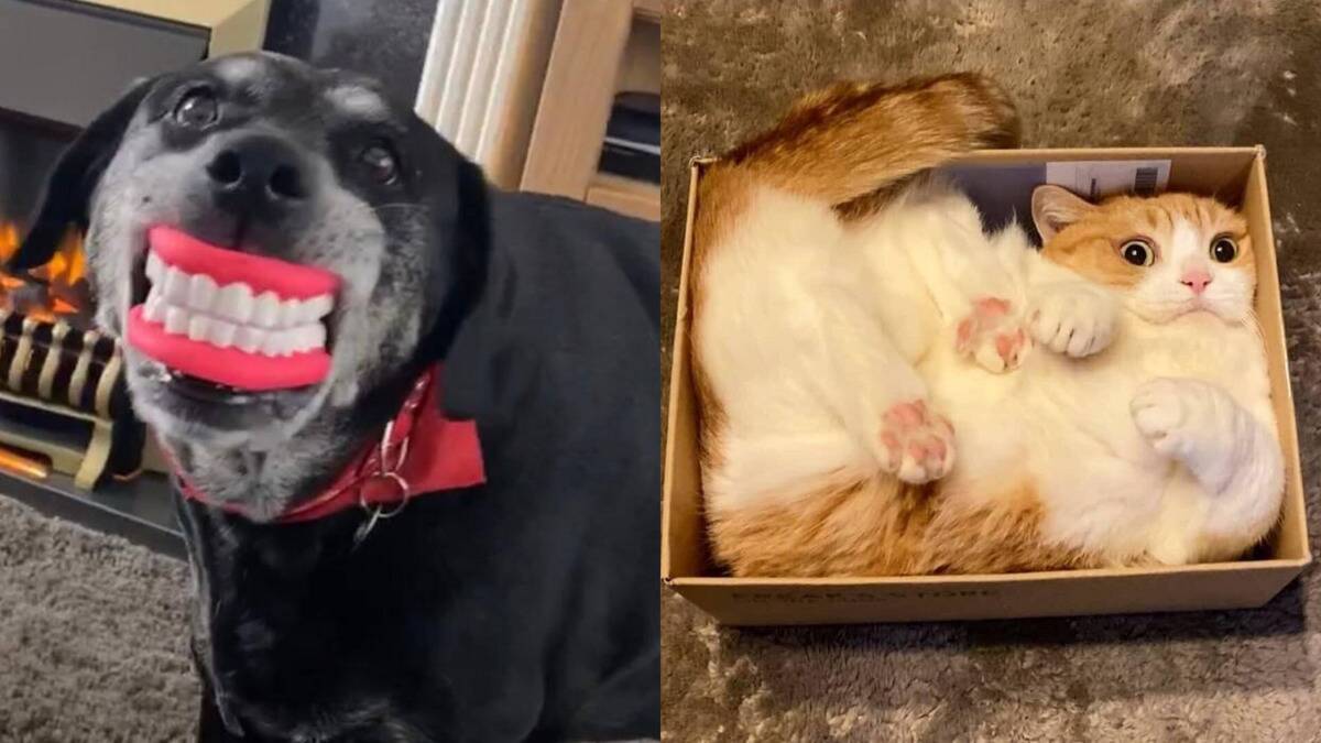 Derpy Animals Stealing The Internet, One Goofy Moment At A Time