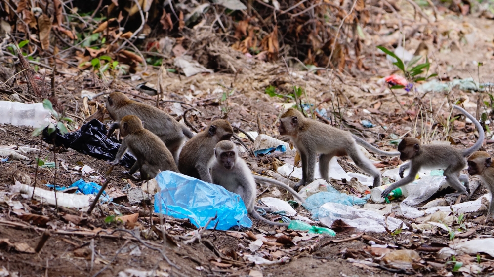 Malaysia tests non-invasive birth control method for wild macaques ...