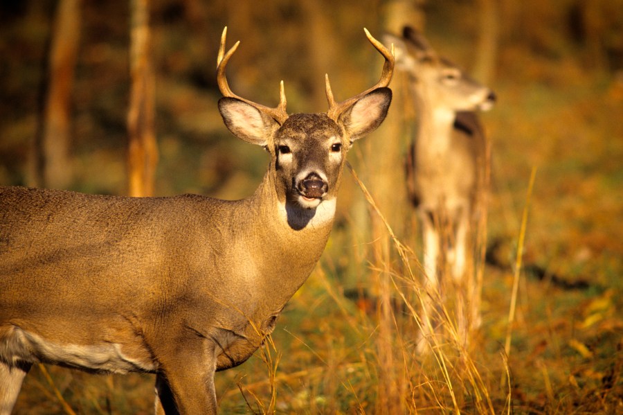 West Virginia buck firearm season to begin Monday