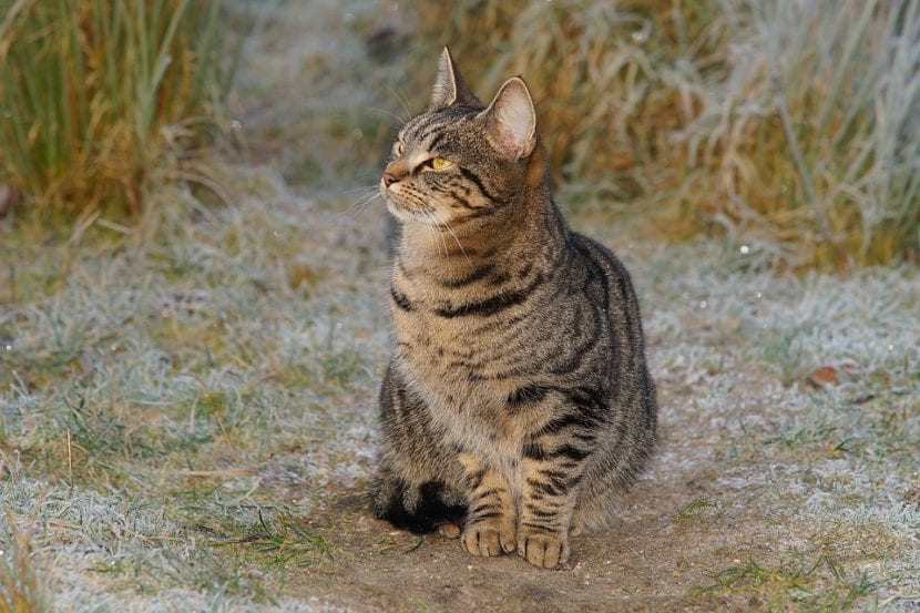 Cuándo salir a buscar a un gato perdido y dónde encontrarlo