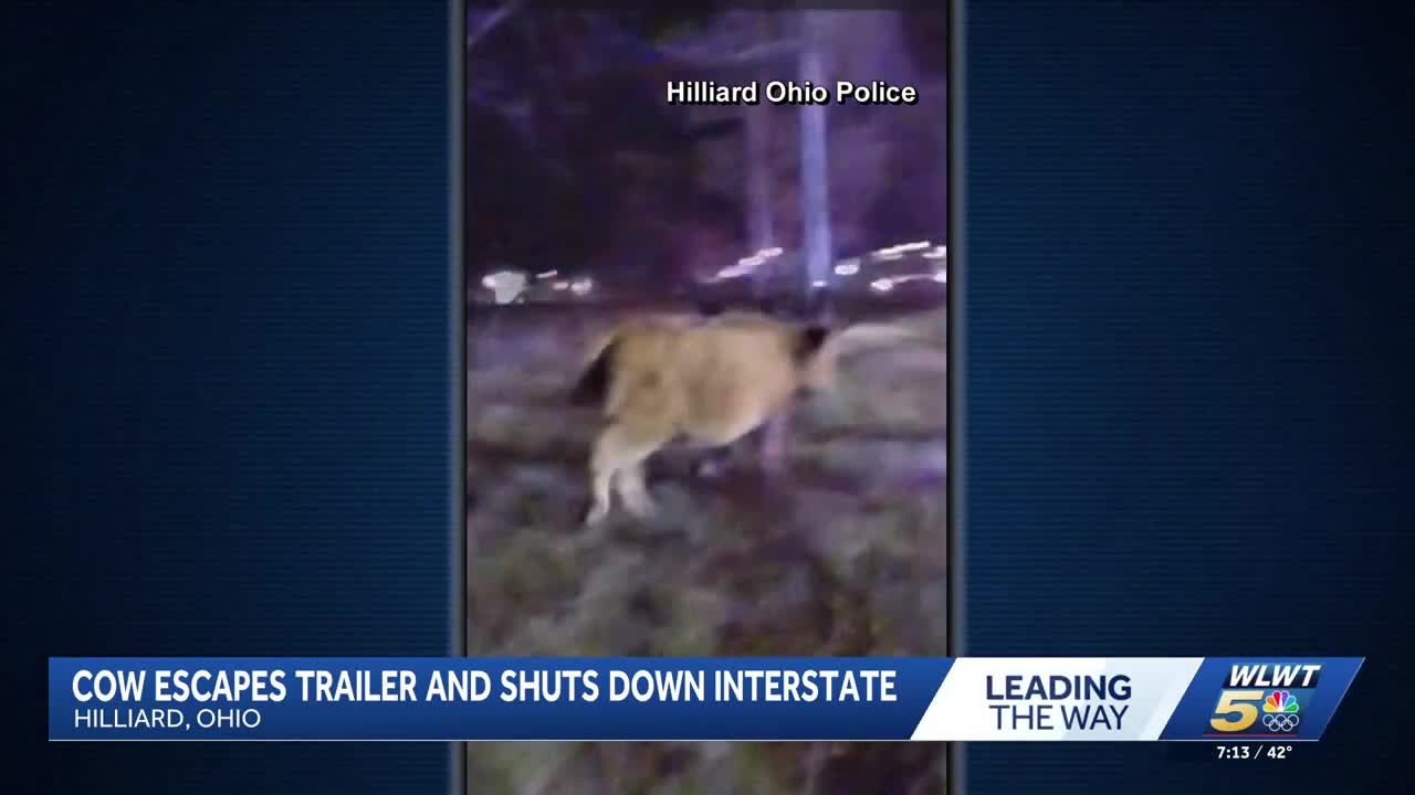Cow escapes trailer, shutting down Ohio interstate