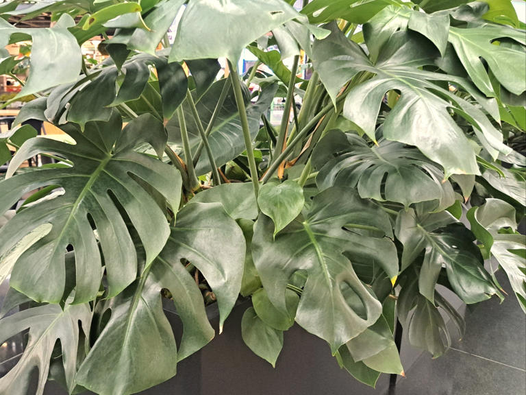 Wystarczy jedna łyżeczka, a monstera ruszy z kopyta. Ten sposób działa ...