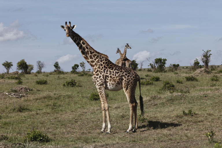 Maasai Sue Marriott Over Ritz-Carlton Safari Camp
