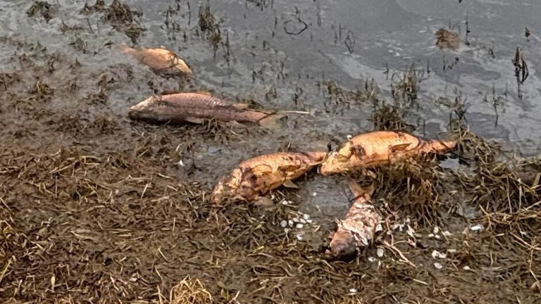 EPA investigating after hundreds of fish found dead in Victoria's ...