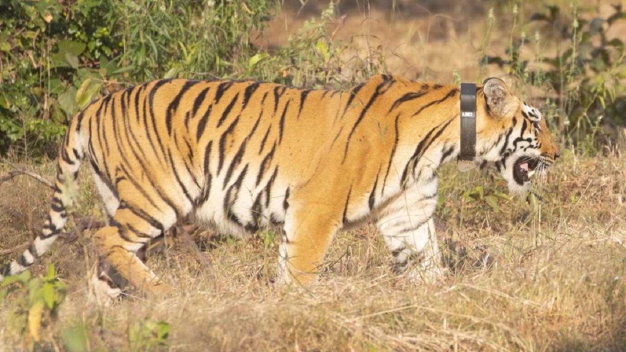 Tigress STRT–04 released into wild, marking milestone for Sahyadri ...