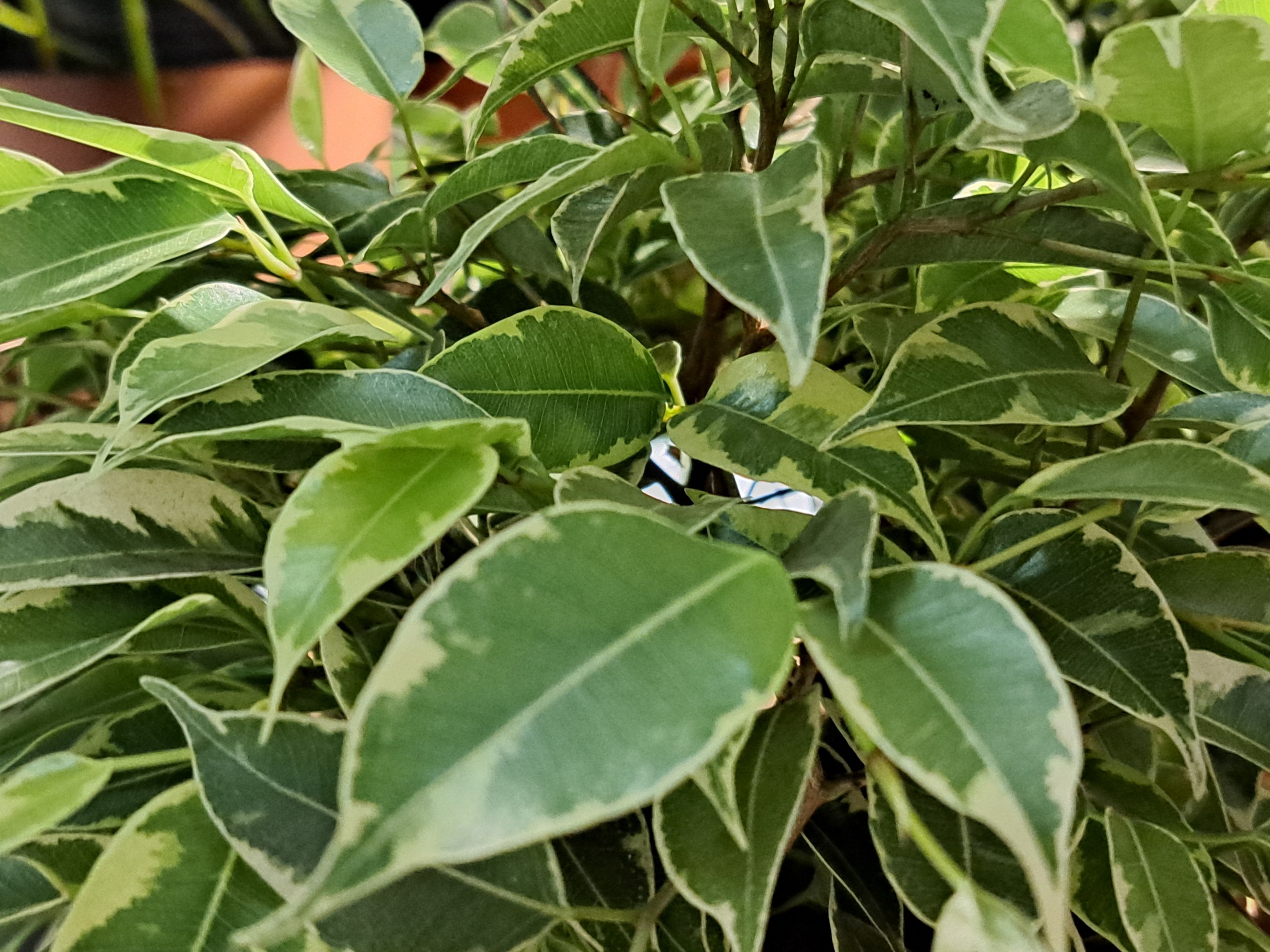 Myślałam, że fikus jest do wyrzucenia. Po tej odżywce w 48 godzin ...