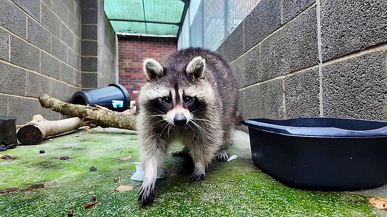 Conoce a este mapache que fue rescatado en Reino Unido por tener sobrepeso