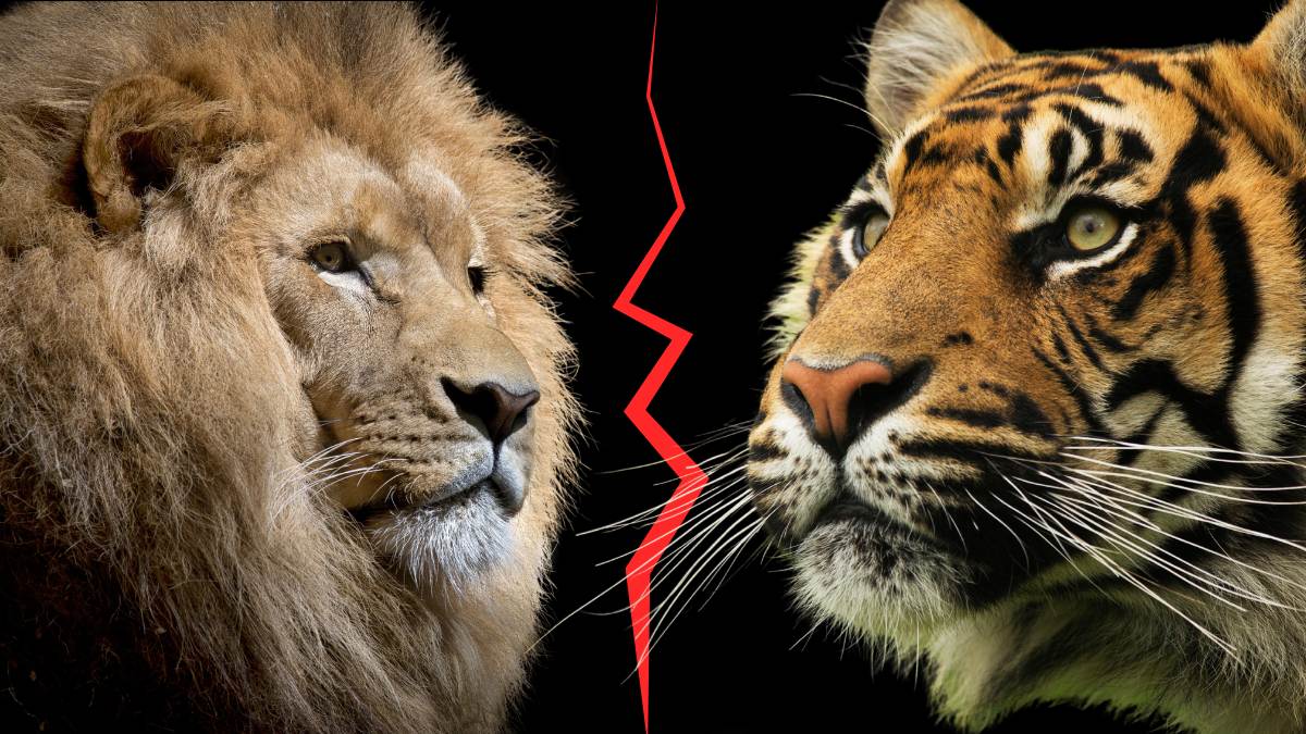 Lion Vs Tiger: Who Actually Wins When the Kings Clash?