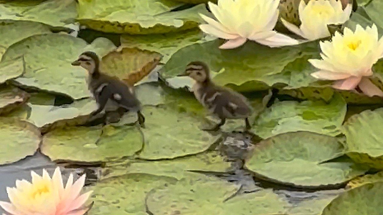 Adorable ducklings walk across lily pads in New Zealand