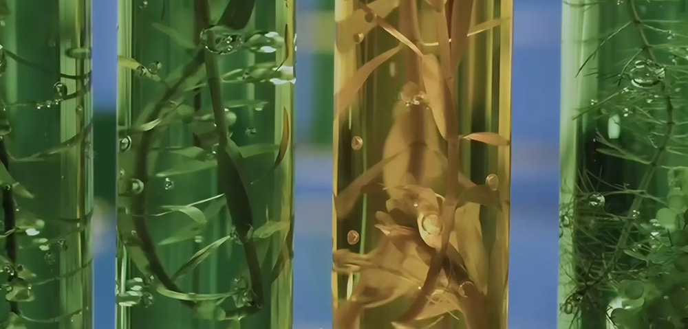 Bobibos Siap Masuki Tahap Uji Coba, Ikuti Seluruh Prosedur EBTKE