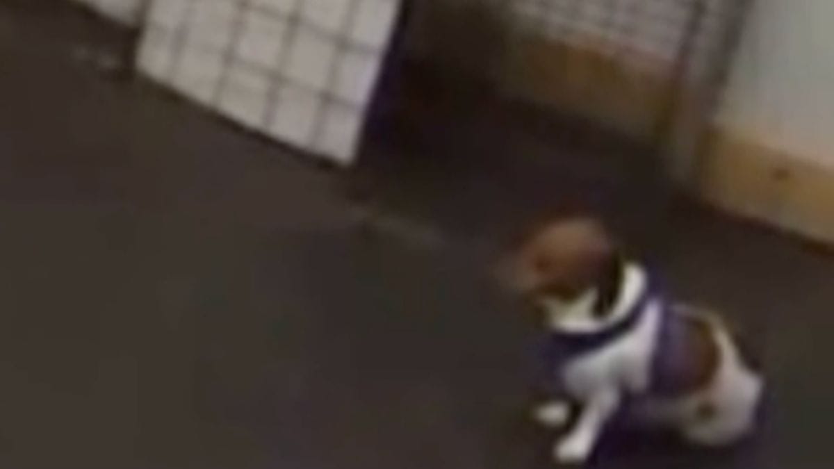 Dueña deja a su perro en una guardería: rompe a llorar al mirar a la cámara