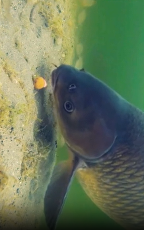 A Once-in-a-Lifetime Carp Catch