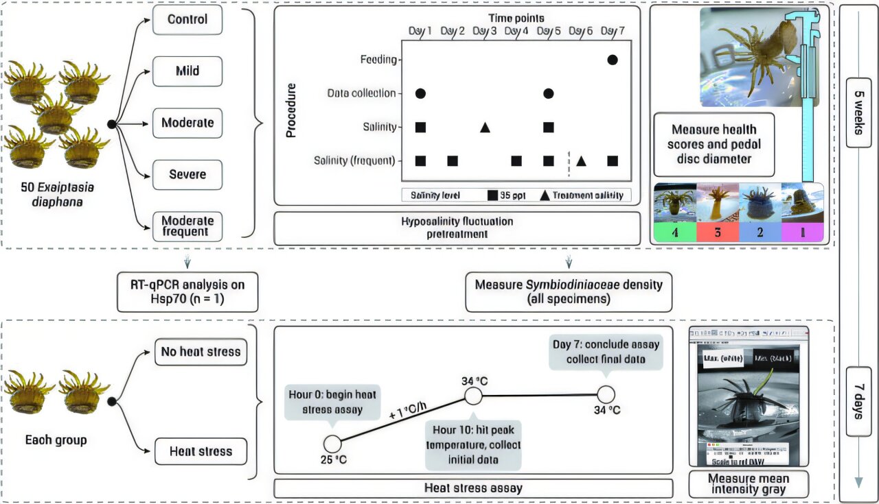 Stress caused by hurricane rainfall overwhelms sea anemones
