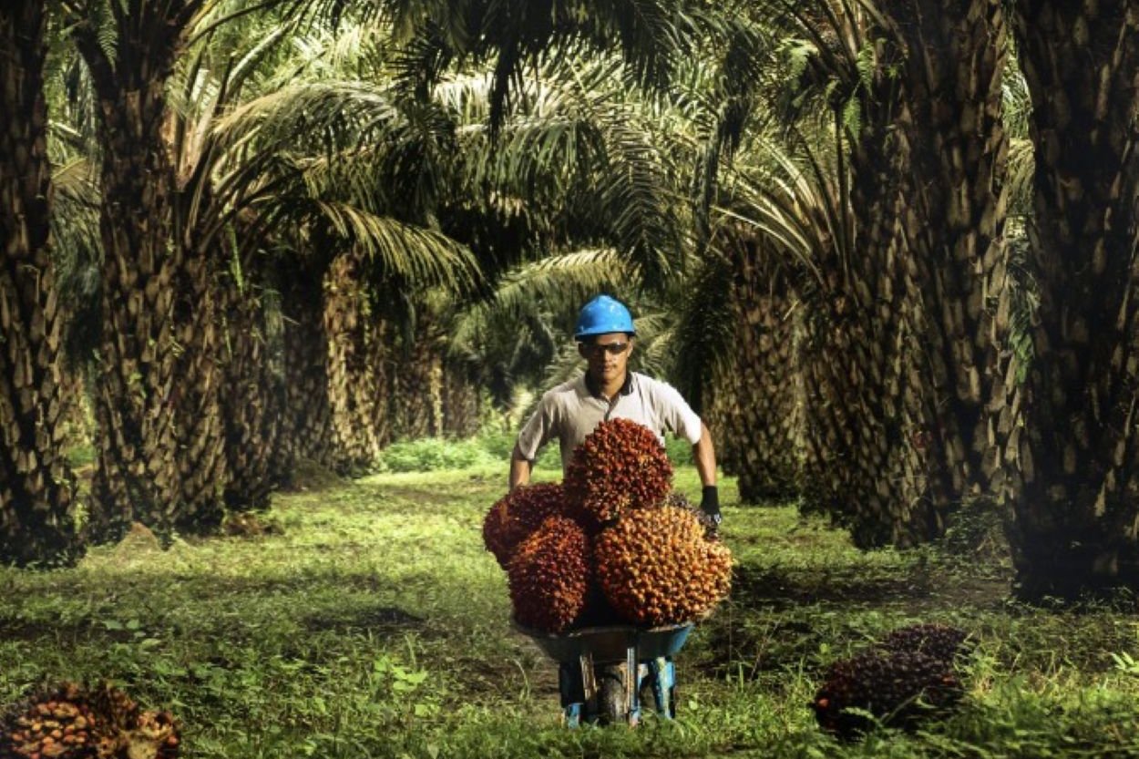 Diakuisisi perusahaan Korsel, Sampoerna Agro (SGRO) ubah nama hingga ...