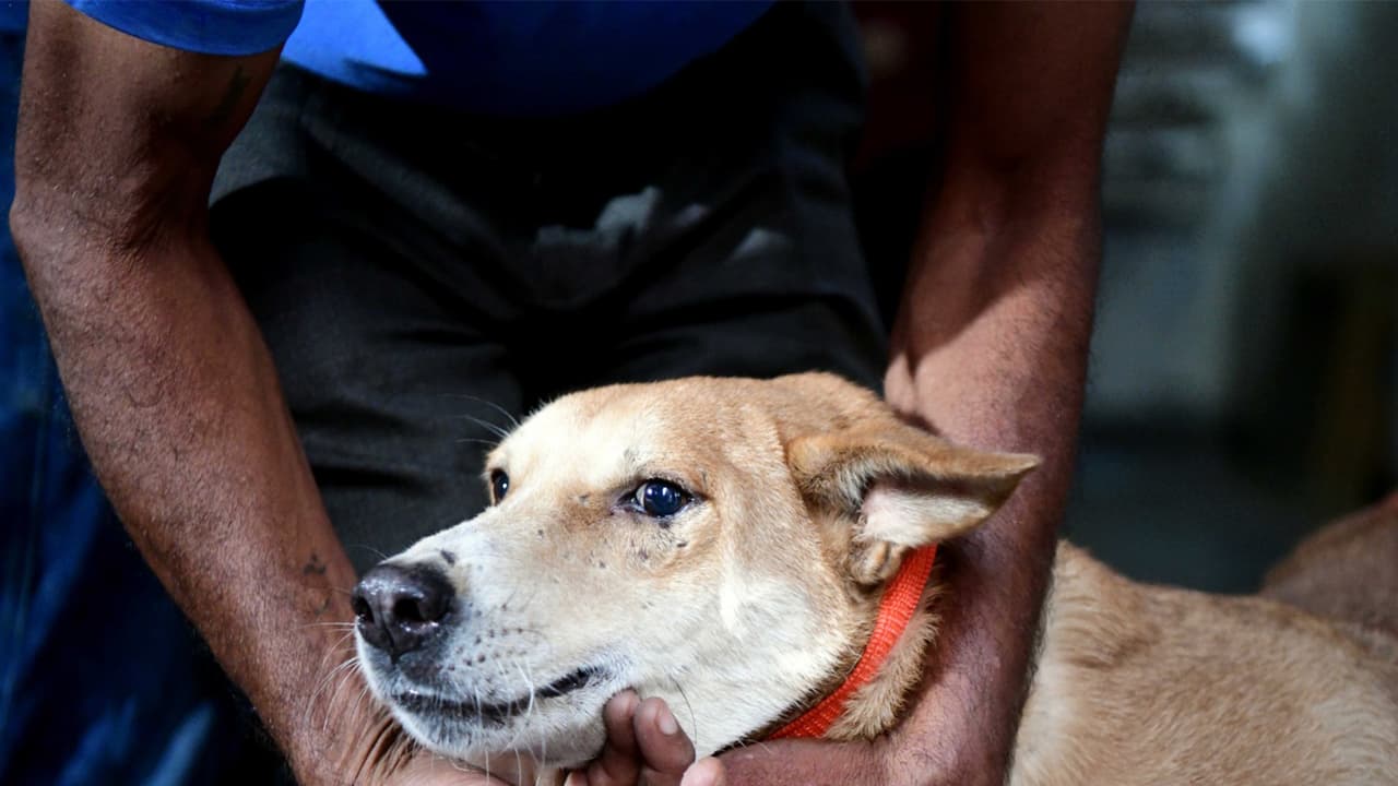 Karnataka announces Rs 5 lakh compensation for fatal dog bite cases