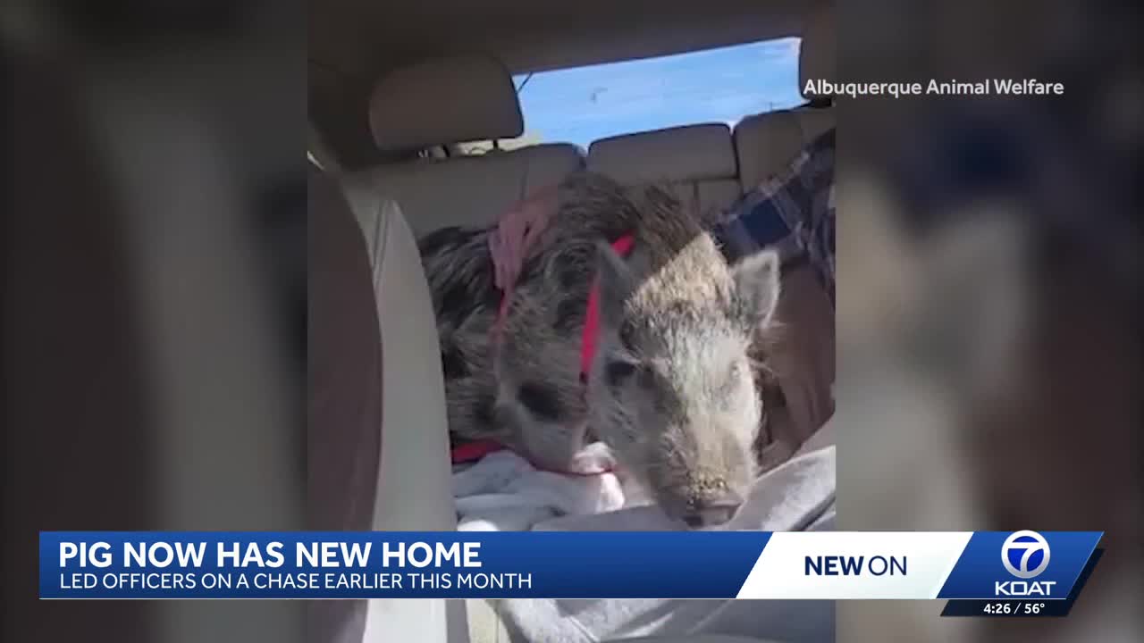 Pig finds home after leading Albuquerque officers on chase