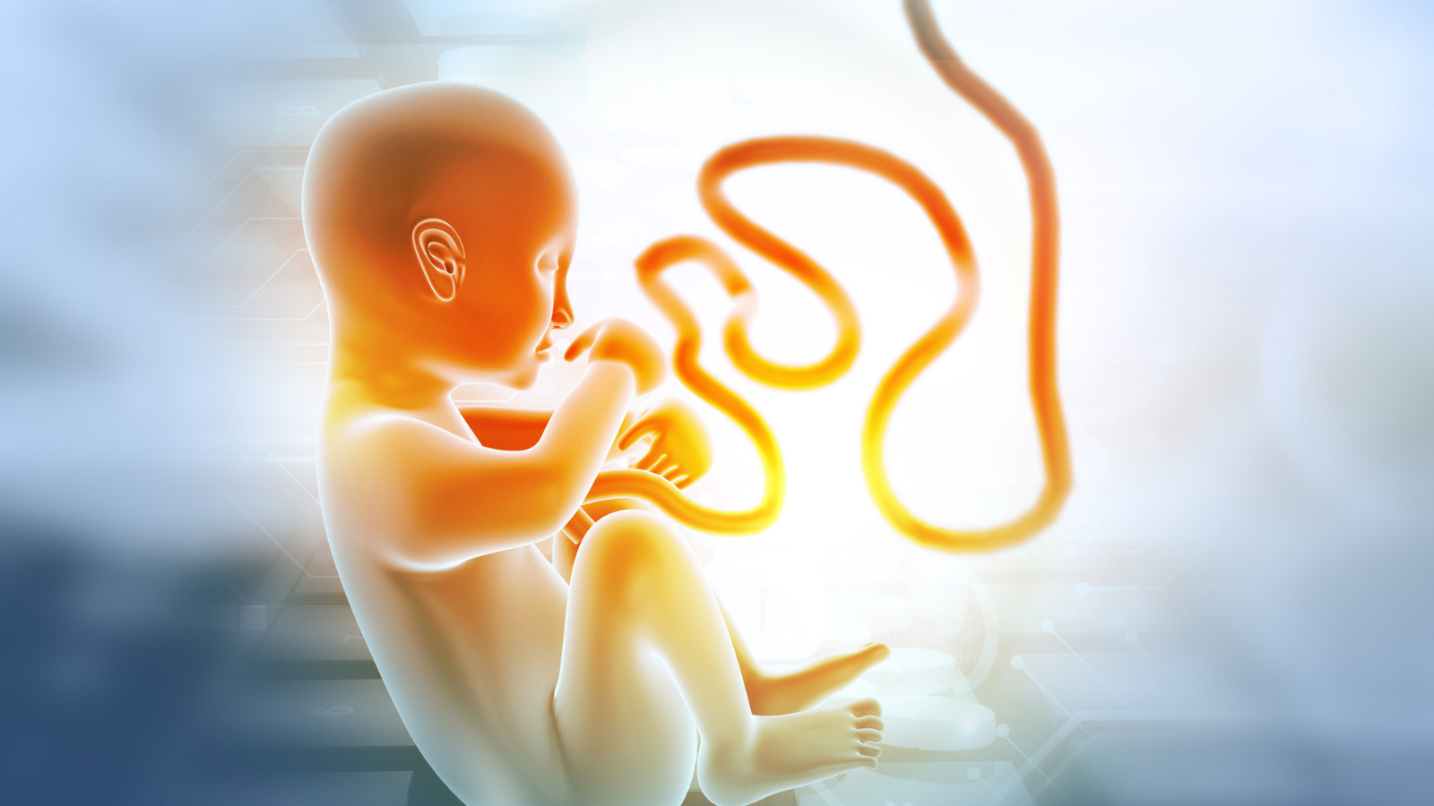 How the Umbilical Cord Supplies Nutrients and Oxygen Every Day