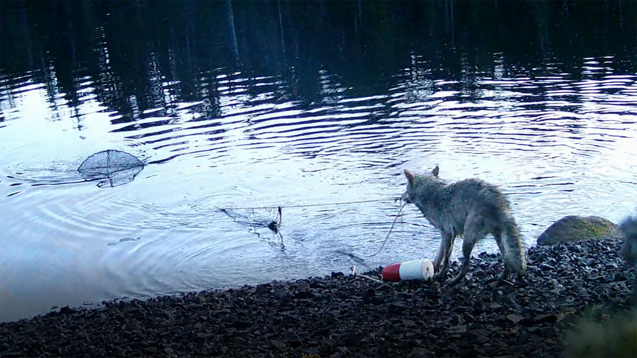 #TheMoment a wolf reeled in a crab trap