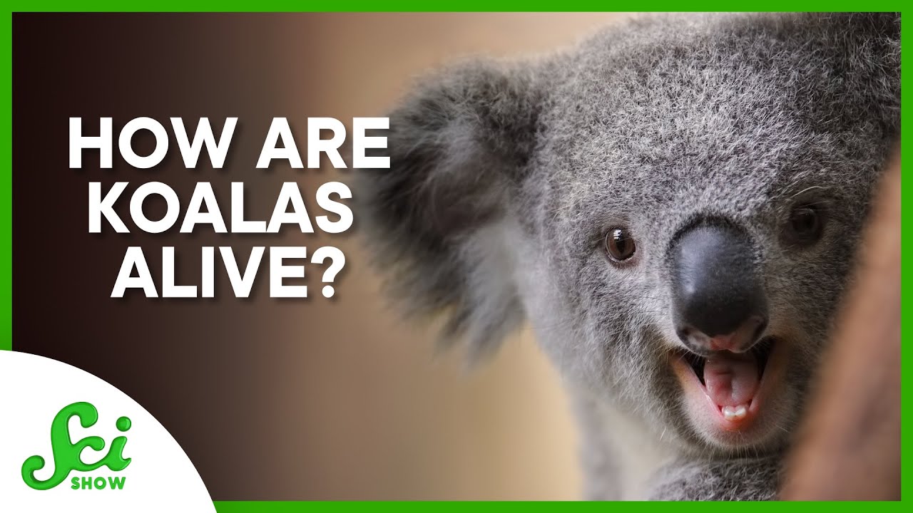How are koalas alive?