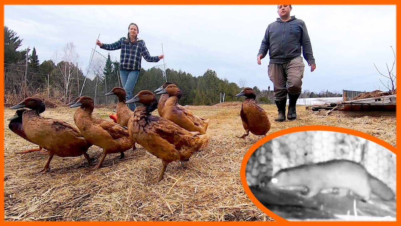 A duck farm’s ongoing war with a clever weasel