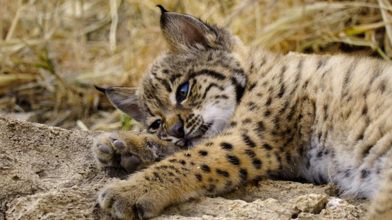 Apple TV: Best new shows to stream this week