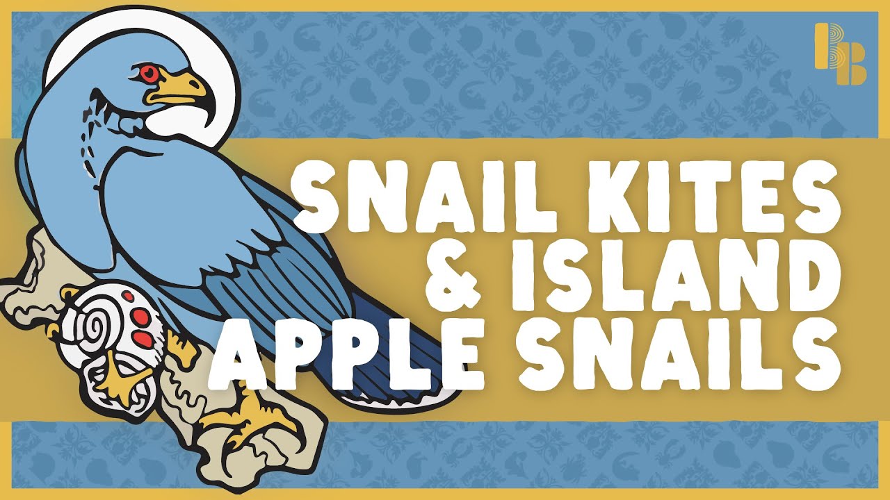 How an invasive snail may save an endangered bird