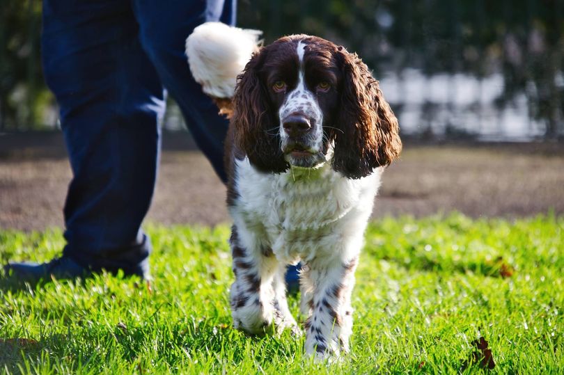 Vet urges dog owners to complete two-minute task after going for a walk