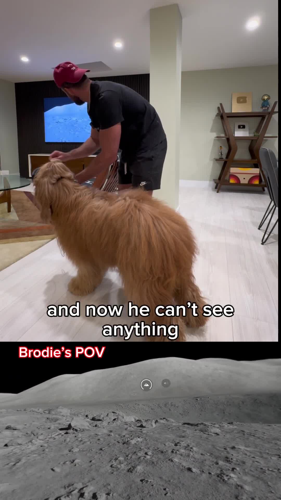 First dog to try Apple Vision Pro! #goldendoodle #apple #visionpro