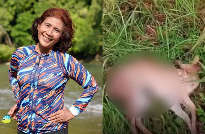 Kronologi Rusa Peliharaan Susi Pudjiastuti Mati Diserang Anjing Liar ...