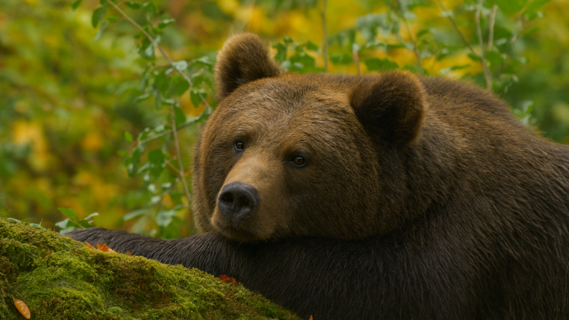 Het bos verbergt een stille toeschouwer