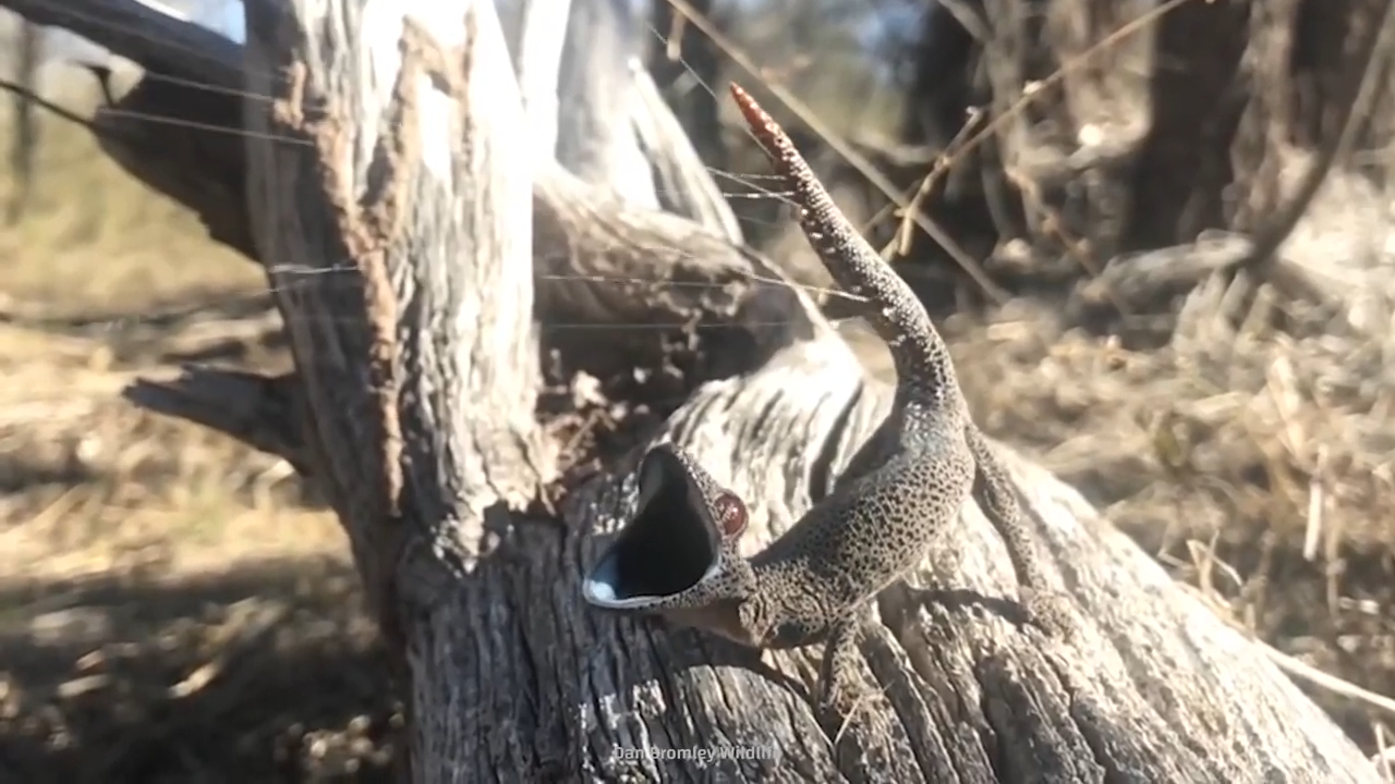 What happens when predators trigger this gecko’s disgusting weapon