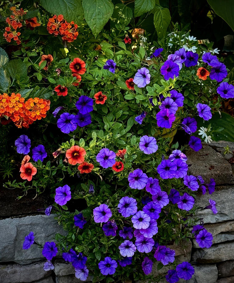 On Gardening: Supertunia Mini Vista Indigo captures a super Honor