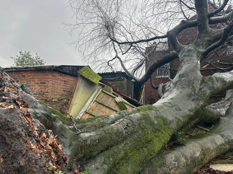 'I feel sick and keep shaking': Tree crashes down on houses in storm ...
