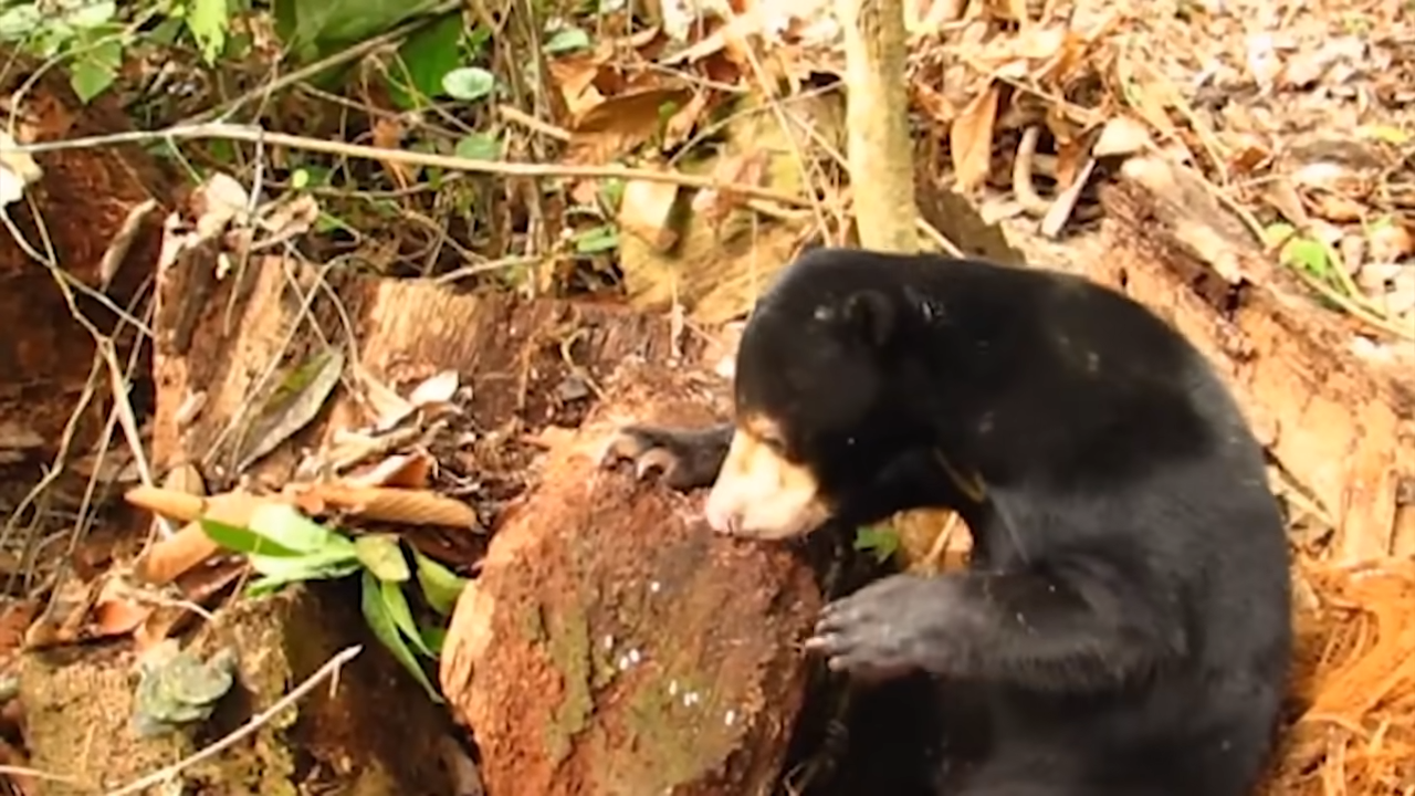 The bear rankings that expose surprising strengths and weaknesses