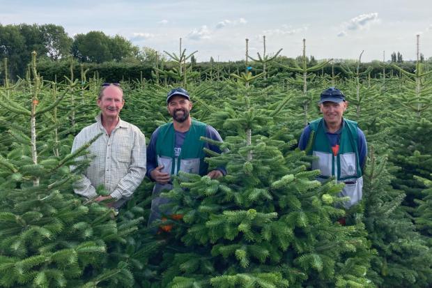 Christmas tree competition with Shide Trees and the County Press