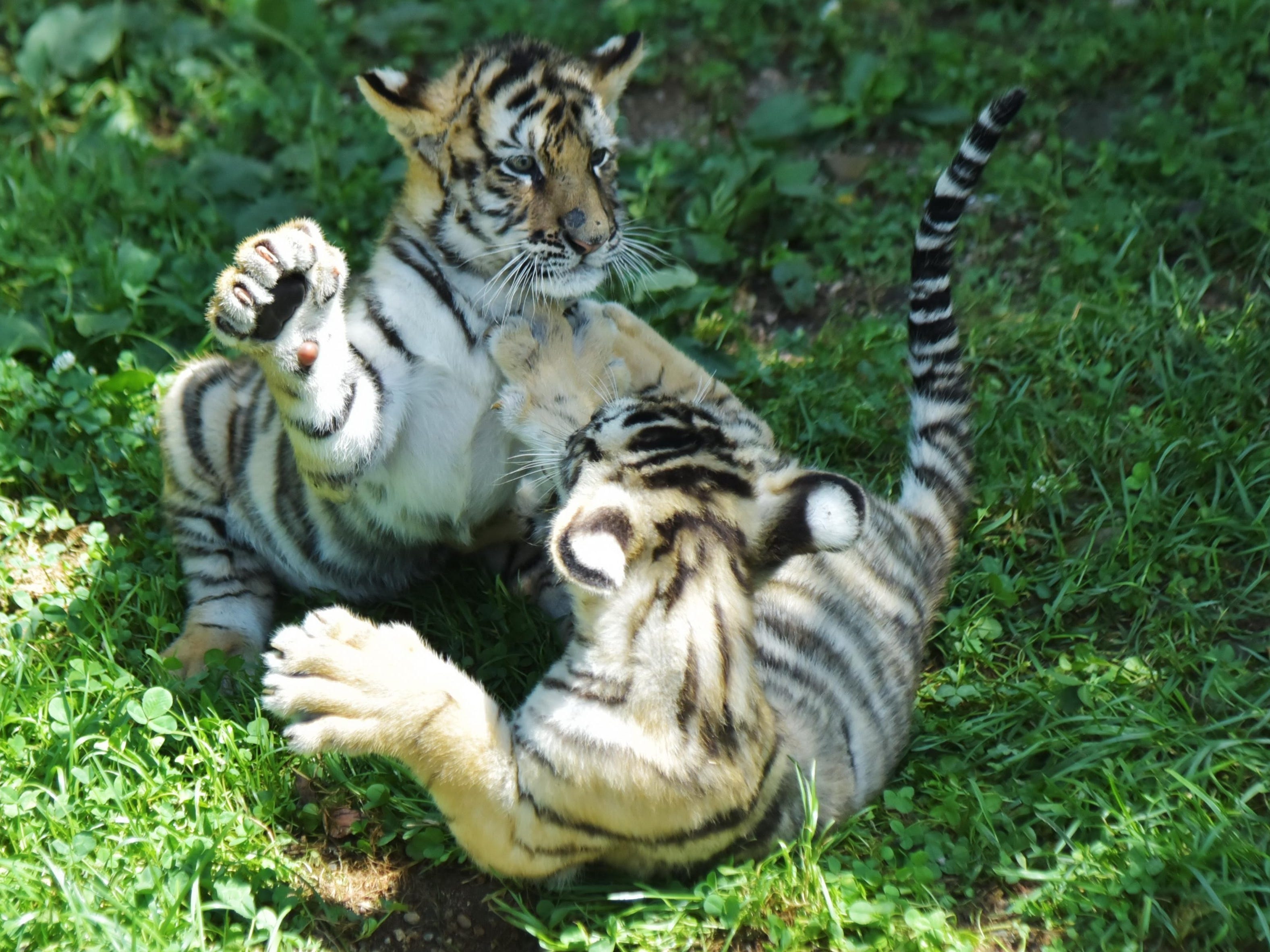 From big checks to talk of a 'broken' IPO market, the Tiger Cubs are ...
