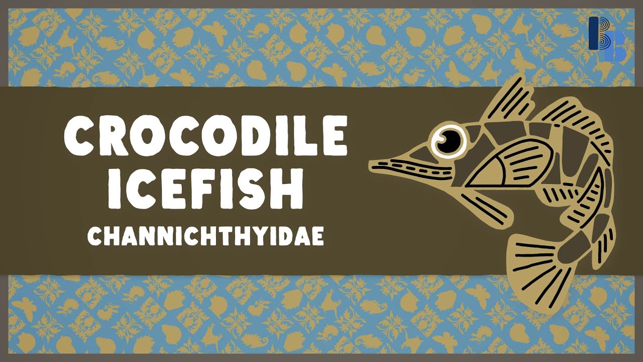 The bizarre beast with clear blood