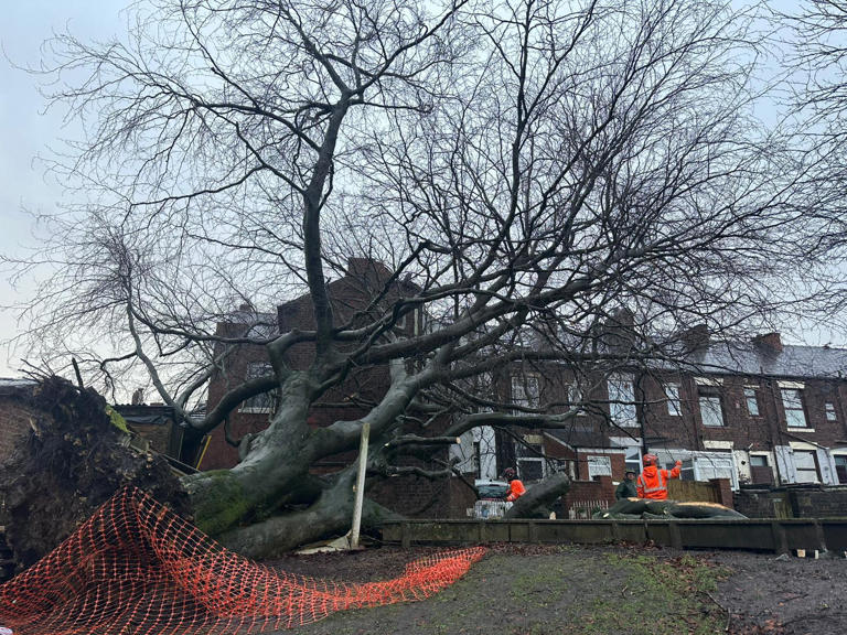 'I feel sick and keep shaking': Tree crashes down on houses in storm ...