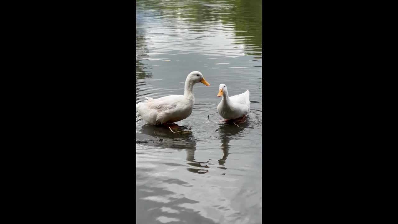 Pairs of ducks look happy playing in the water