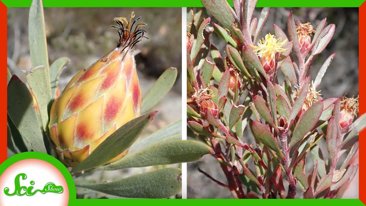 These plants are the same species