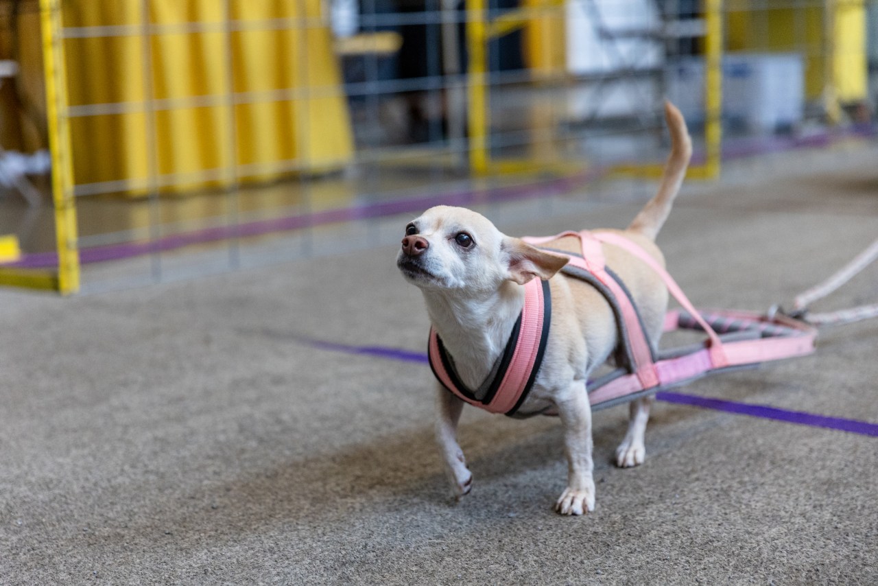 The Tiny Dogs That Can Pull 100 Times Their Weight