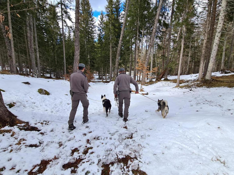 In Terza commissione via libera allo spray anti-orso