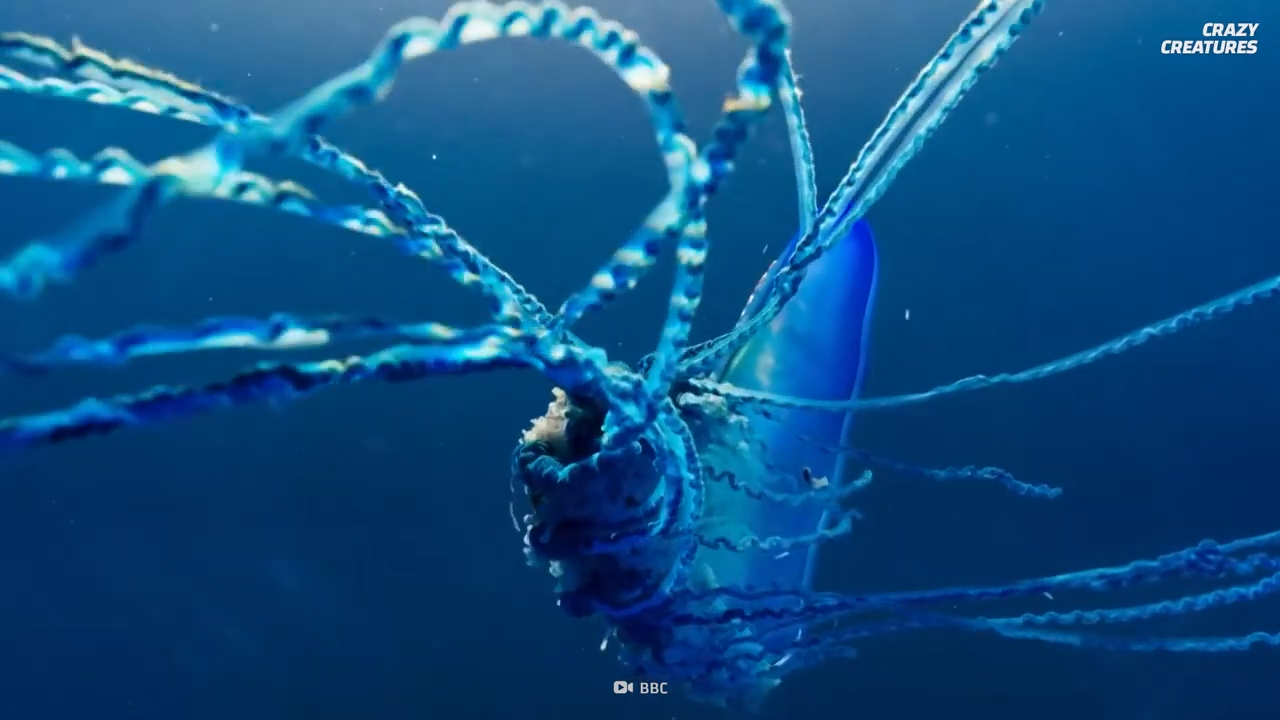 The comb jellies whose rainbow waves mesmerize scientists